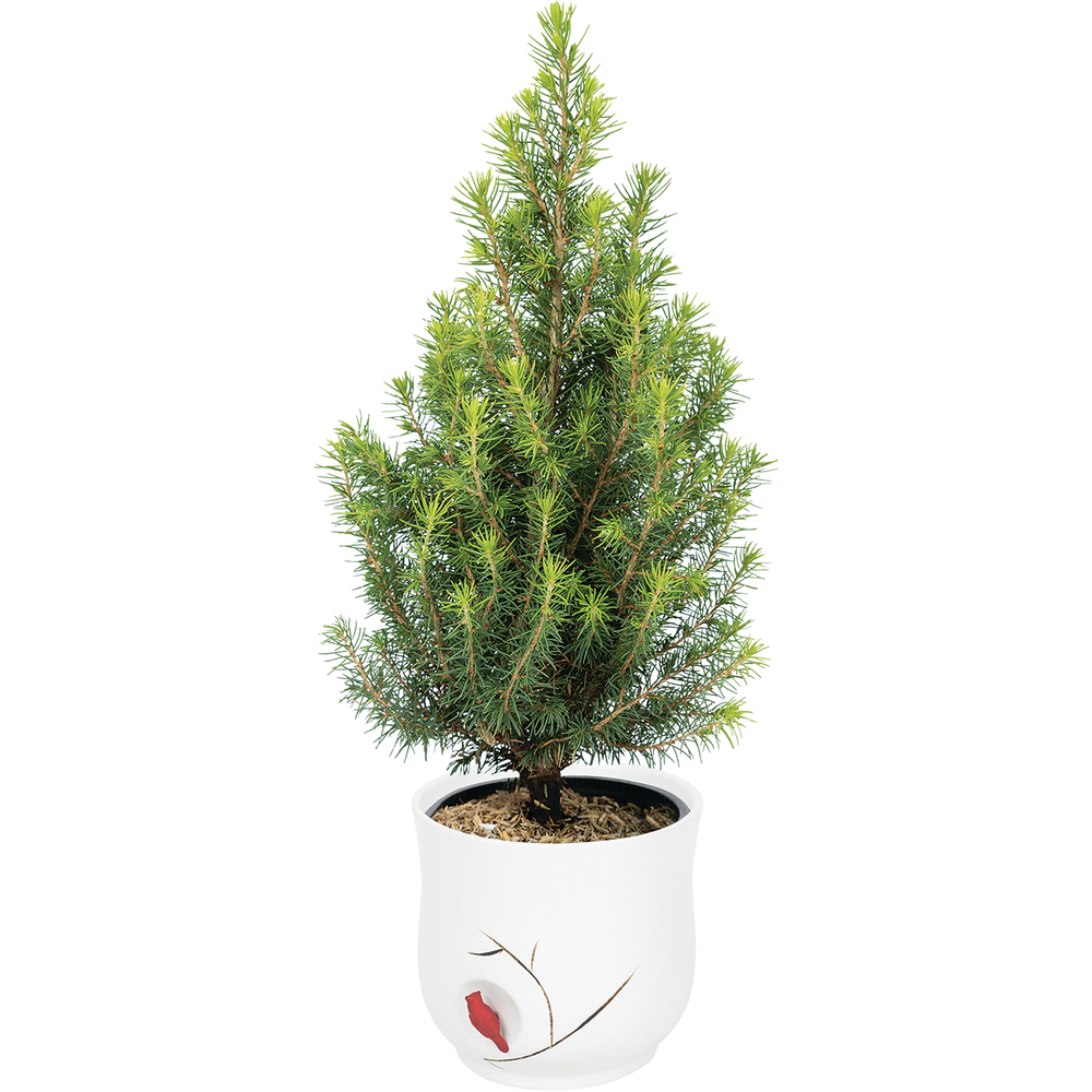 Winter Heart's Ceramic 4IN Foliage