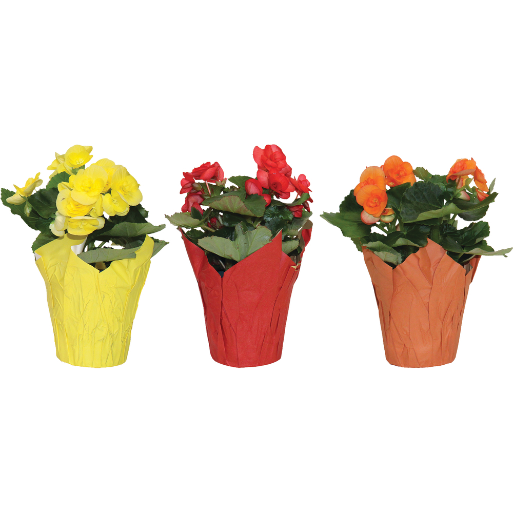 Mix Flowering Plants Elegant Pot