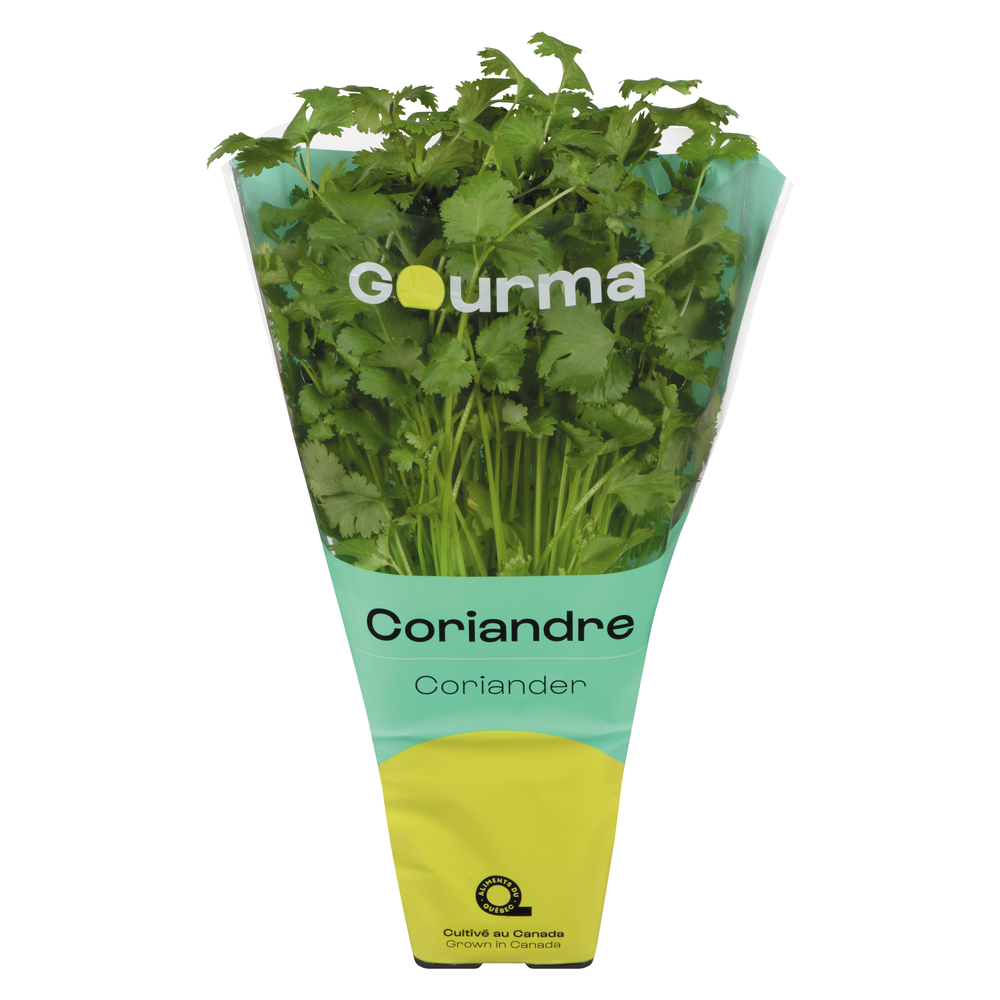 Coriandre frais